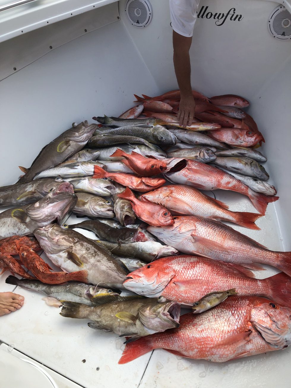 DEEP DROPPING BOTTOM FISHING TRIPS | DECKED OUT SPORTFISHING